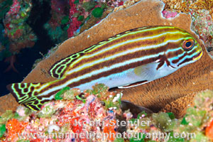 Lesson's Sweetlips, Plectorhinchus lessonii