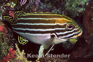 Lesson's Sweetlips, Plectorhinchus lessonii