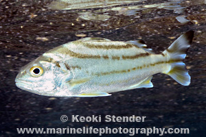 Drums & Croakers, Family Sciaenidae