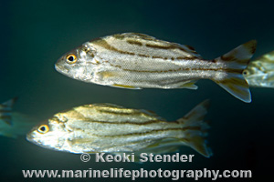 Crescent-banded Grunter, Terapon jarbua