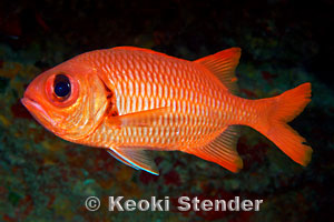 Squirrelfishes and Soldierfishes