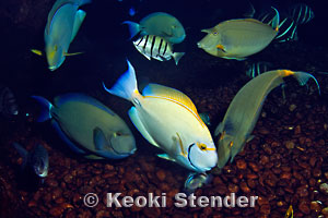Index of /fishes/surgeonfishes/