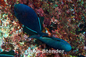 Index of /fishes/triggerfishes/