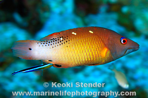 Redfin Hogfish, Bodianus dictynna