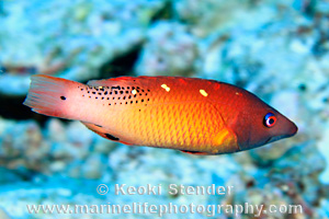 Redfin Hogfish, Bodianus dictynna