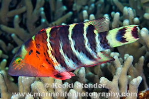 Redbreasted Wrasse, Cheilinus fasciatus