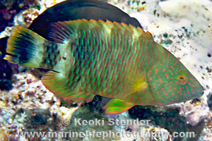 Cheilinus Trilobatus