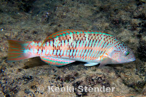 Christmas Wrasse, Thalassoma trilobatum