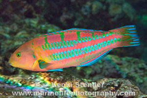 Christmas Wrasse, Thalassoma trilobatum