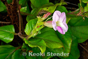 Chinese Violet, Asystasia gangetica