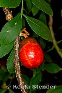 Anacardiaceae, Sumac / Mango Family