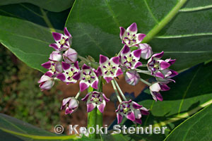 Small Crown Flower, Calotropis procera