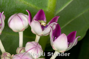 Small Crown Flower, Calotropis procera