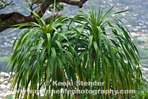 Index of /flowers/asparagaceae/