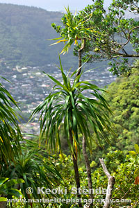 Index of /flowers/asparagaceae/