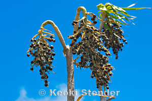 Maui Halapepe, Dracaena auwahiensis
