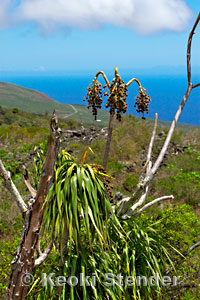 Maui Halapepe, Dracaena auwahiensis
