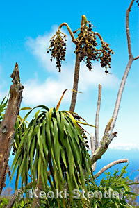 Maui Halapepe, Dracaena auwahiensis