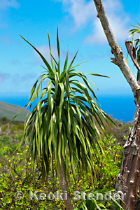 Maui Halapepe, Dracaena auwahiensis