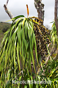 Maui Halapepe, Dracaena auwahiensis