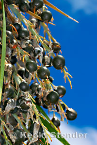 Maui Halapepe, Dracaena auwahiensis