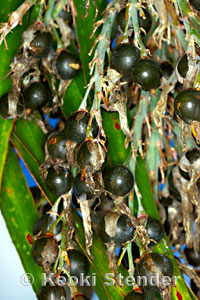Maui Halapepe, Dracaena auwahiensis