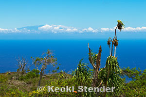 Maui Halapepe, Dracaena auwahiensis