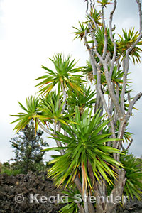 Hawaii Halapepe, Dracaena hawaiiensis