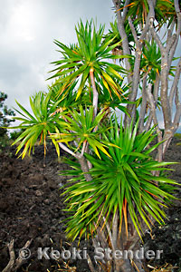 Hawaii Halapepe, Dracaena hawaiiensis