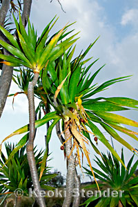 Hawaii Halapepe, Pleomele hawaiiensis