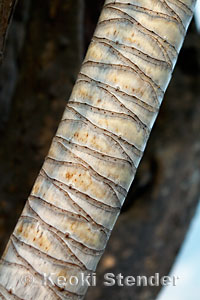 Hawaii Halapepe, Dracaena hawaiiensis