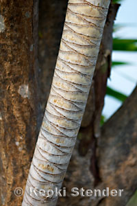 Hawaii Halapepe, Dracaena hawaiiensis