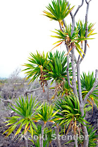 Hawaii Halapepe, Dracaena hawaiiensis