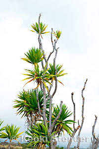 Hawaii Halapepe, Pleomele hawaiiensis