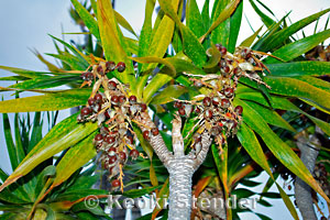 Hawaii Halapepe, Dracaena hawaiiensis