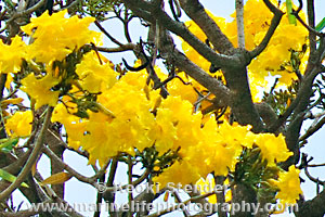 Caribbean Trumpet Tree, Tabebuia aurea