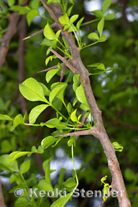 Myrrh, Commiphora sp.