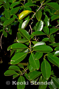 False Olive, Elaeodendron orientale