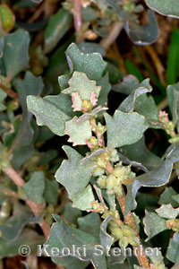 Saltbush, Atriplex suberecta