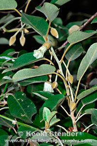 Hawaiian Bonamia, Bonamia menziesii