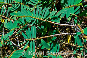 Ka'ena 'Akoko, Euphorbia celastroides var. kaenana
