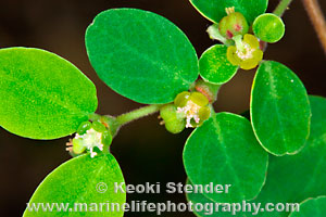 'Akoko, Euphorbia skottsbergii var. skottsbergii