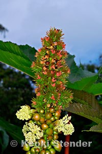 Castor Bean, Ricinus communis