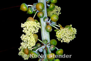 Castor Bean, Ricinus communis