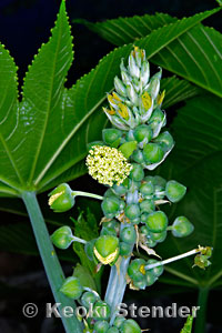 Castor Bean, Ricinus communis