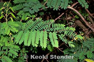 Cat's Claw Vine, Mysore Thorn, Caesalpinia decapetala