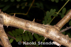 Cat's Claw Vine, Mysore Thorn, Caesalpinia decapetala
