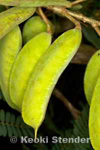 Cat's Claw Vine, Mysore Thorn, Caesalpinia decapetala