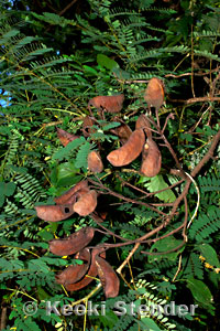 Cat's Claw Vine, Mysore Thorn, Caesalpinia decapetala