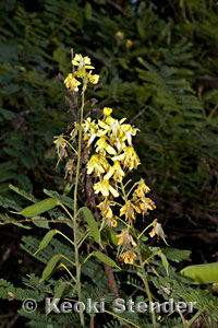 Cat's Claw Vine, Mysore Thorn, Caesalpinia decapetala